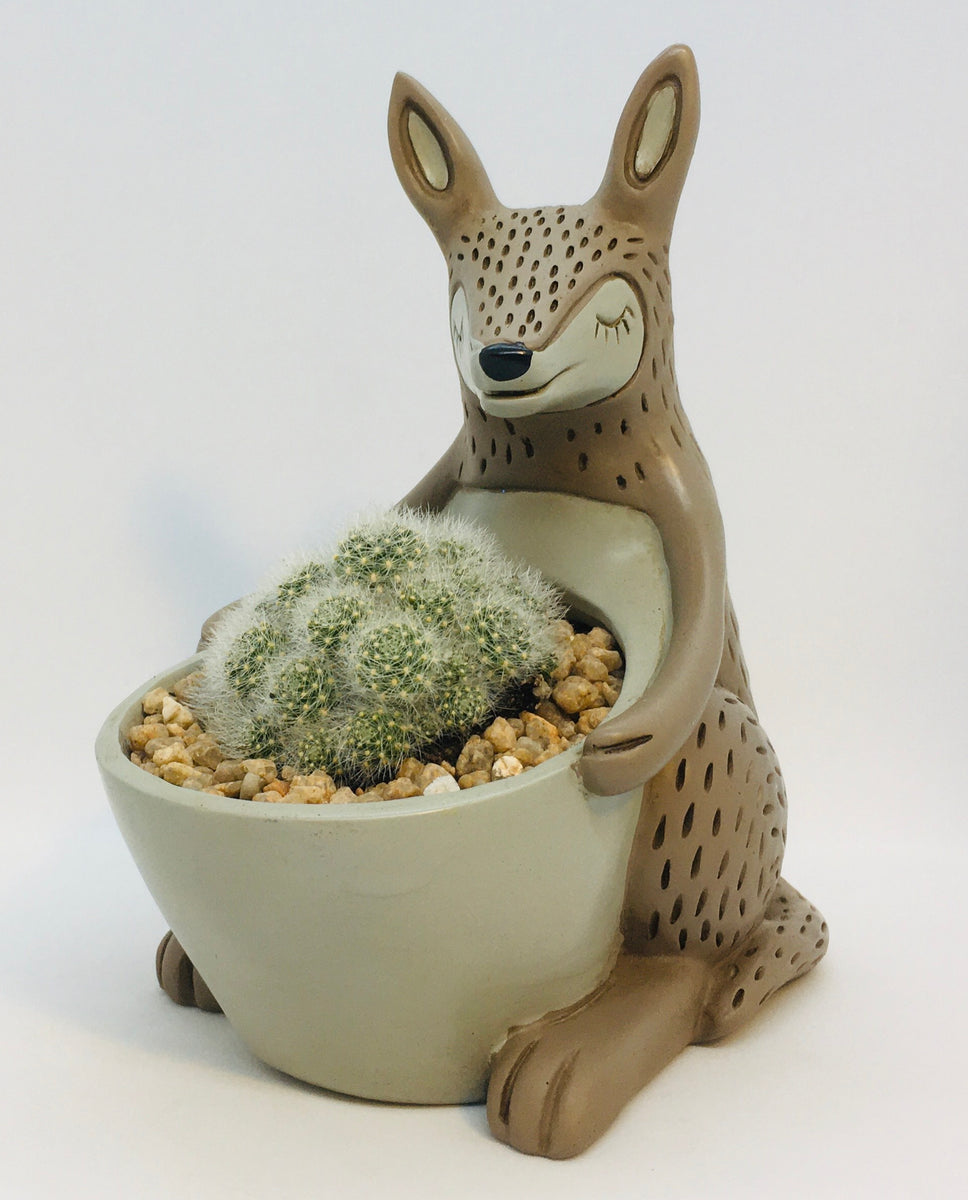 Baby Joey Planter by Allen Designs – So Succulent Melbourne